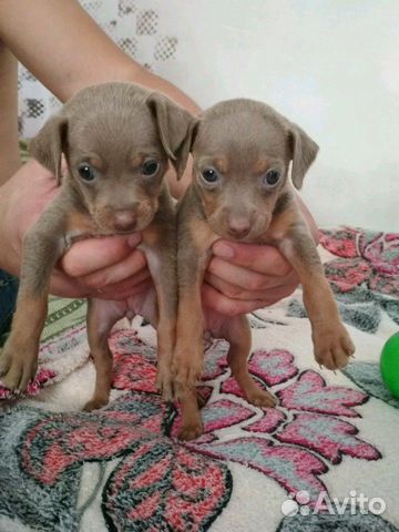 Продам щенков русского Той-терьера.четыре Красавиц