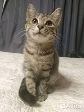 Отдадим в самые хорошие руки