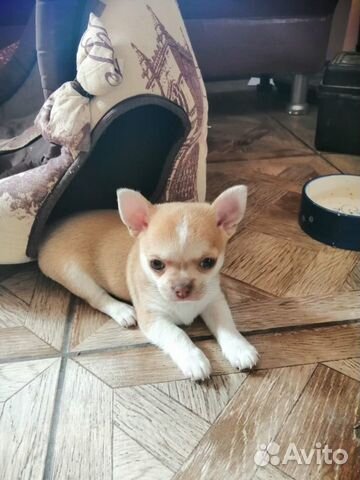 Мальчик чихушек