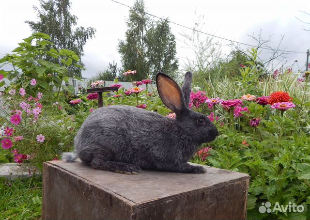 Фландер и полтавское серебро