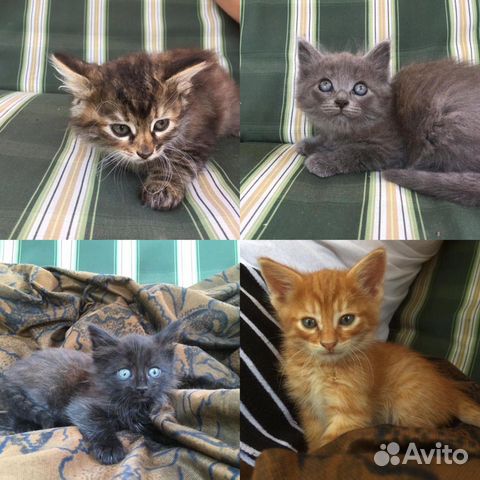 В добрые руки