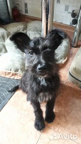 Щенок волшебка)