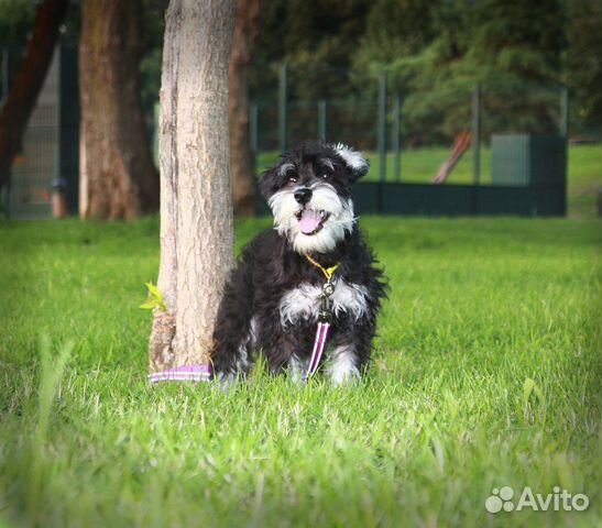 Щенок Цверга