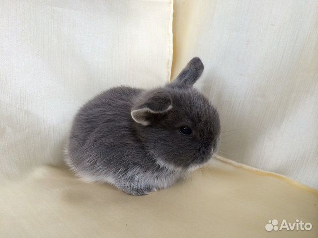 Карликовый декоративный кролик