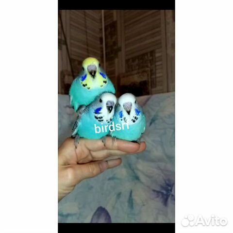 Волнистые попугаи, получехи