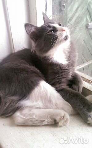 Шикарный пушистый парень ищет свой дом