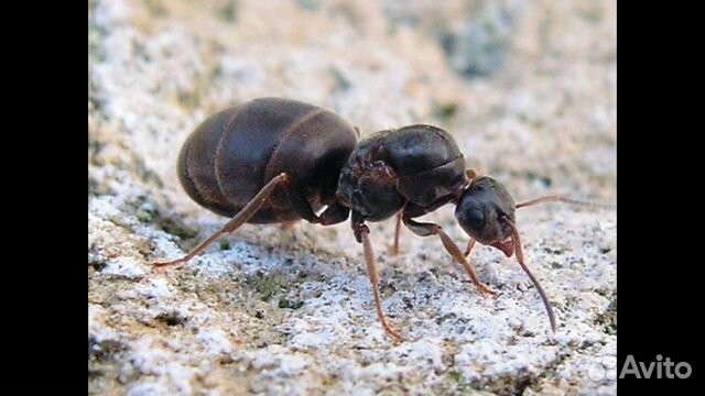 Муравьи вида lasius Niger (чёрный садовый муравей