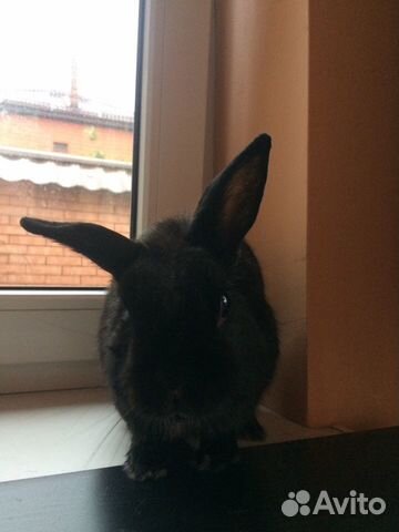 Заяц (декоративный)