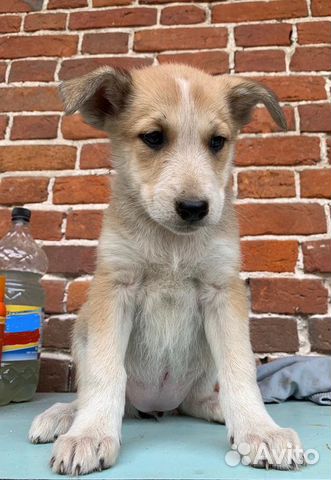 Щенок-девочка необыкновенной красоты в добрые руки