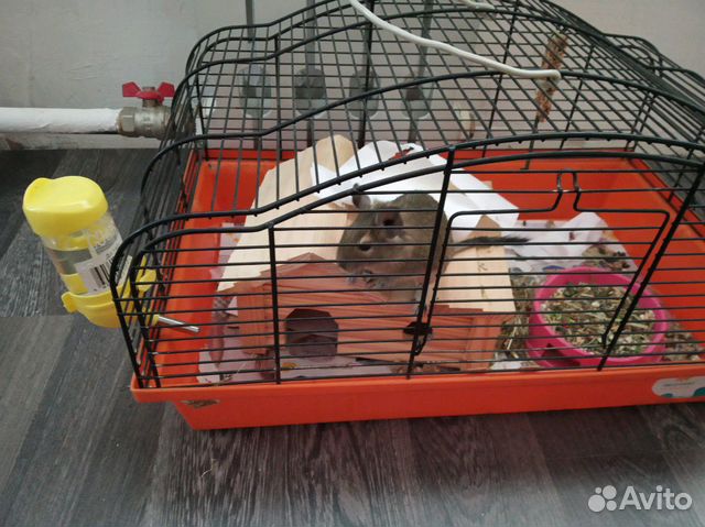 Чилийская белка дегу