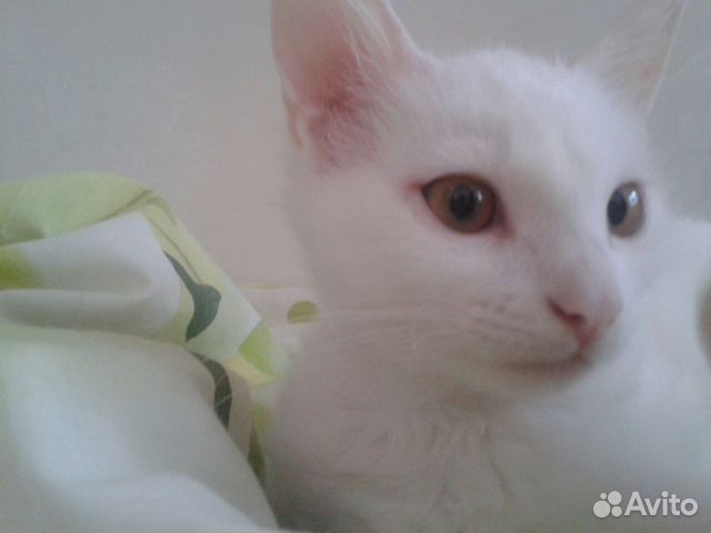 Замечательные пушистики (мальчик и девочка)