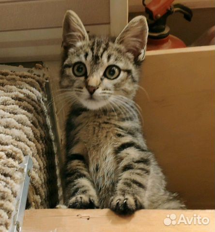 Ответственным хозяевам крошка Василиса