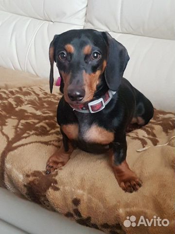 Молодая девочка такса в хорошие руки