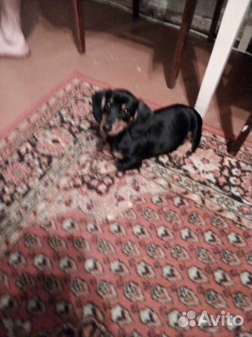 Продам карликовую(мини) таксу