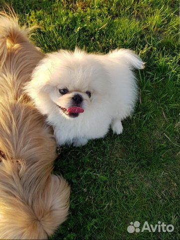 Щенок пекинес