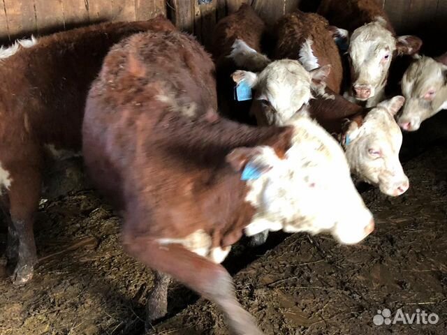 Бычки, телочки мясных пород