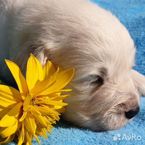 Малыш Голден Ретривера (Золотистый Мальчик)