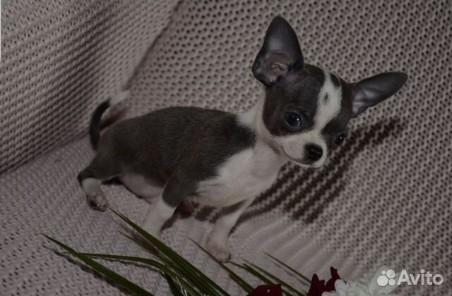 Щенки Чихуахуа