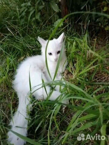 Отдам котика