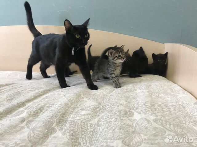 Отдаем котят в добрые руки)