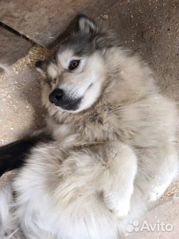 Молодая собака в опытные руки