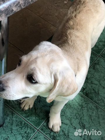 Лаборадор-ретривер