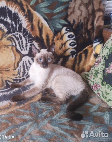 Котенок тайский 4 месяца (девочка)