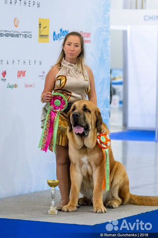 Вязка испанского мастифа
