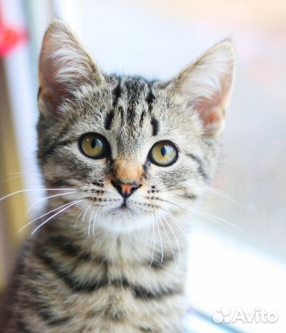 Замурчательный Тигруша