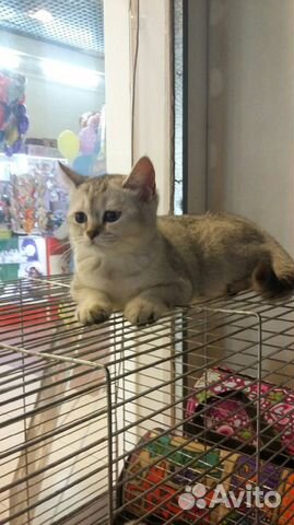 Шотландские котята