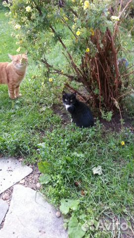 Отдам даром кошечку 3 месяца