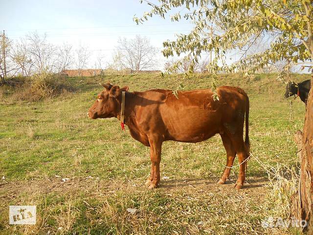 Продам телочку от двойной коровы