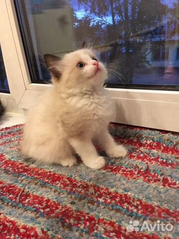 Котятки редголл для любви и обожания
