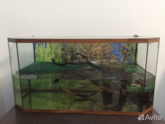 Красноухая черепаха. 2 года