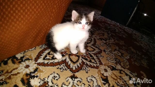 Очень красивый котёнок (девочка ). Около 1,5 месяц