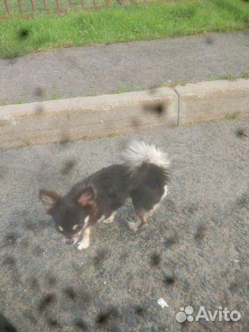 Найдена чихаахуа