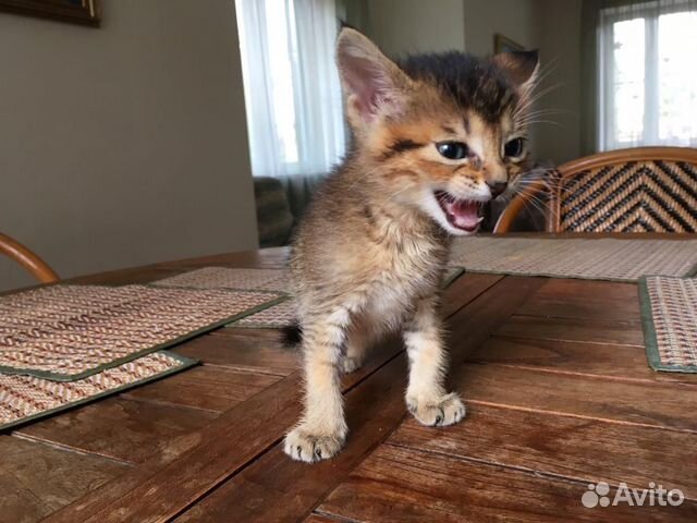 Абиссинские котята (метисы)