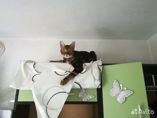 Отдам Бенгальского кота в связи с переездом