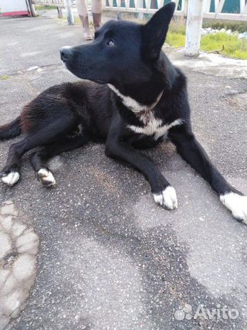 В добрые руки красивый, добрый,ручной чёрный пёсик