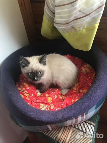 Котенок в дар