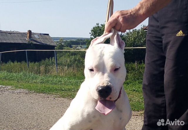 Аргентинский дог