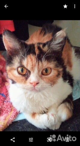 Зарина Керли Астра