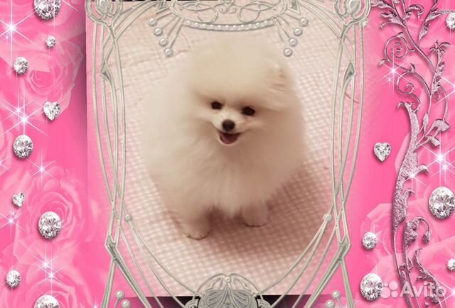 Померанский шпиц