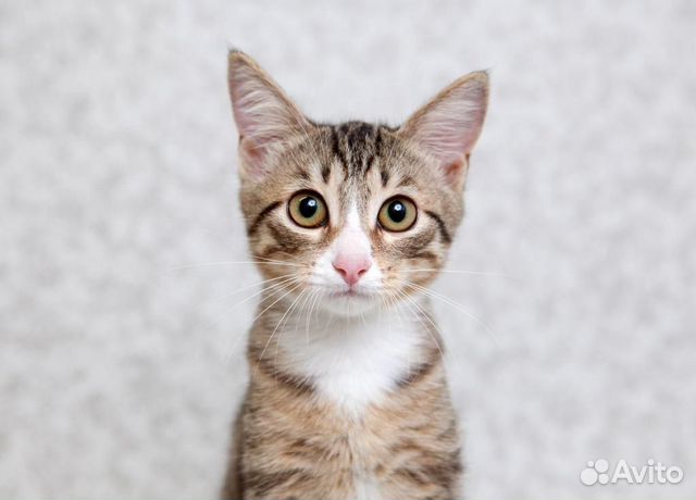 Котенок Павлуша 3 месяца в добрые руки