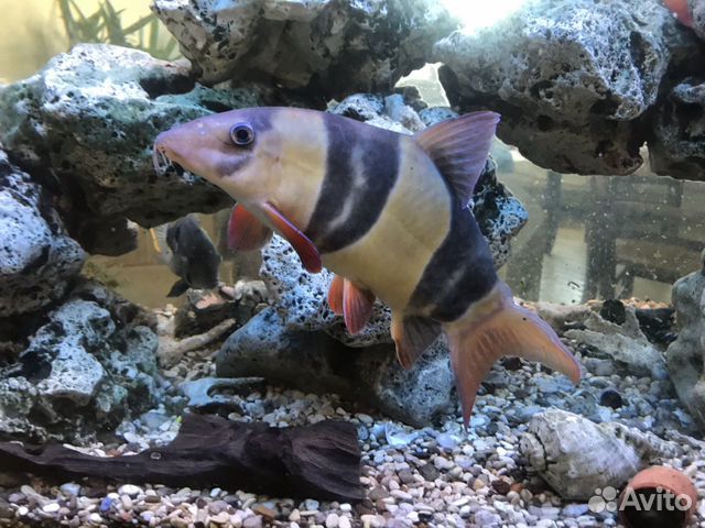 Боция Клоун