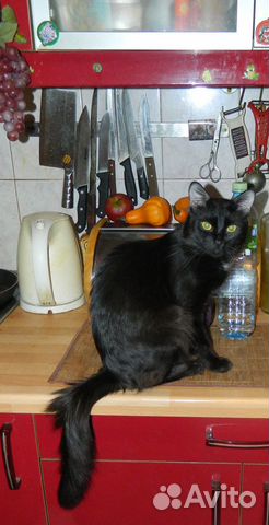 Коты и кошка в хорошие руки кастрированные