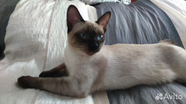 Девочки меконг-бобтейла