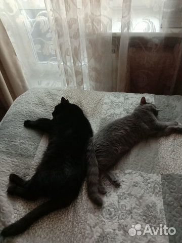 Два замечательных кота