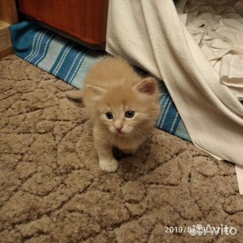 Пушистый милый котёнок