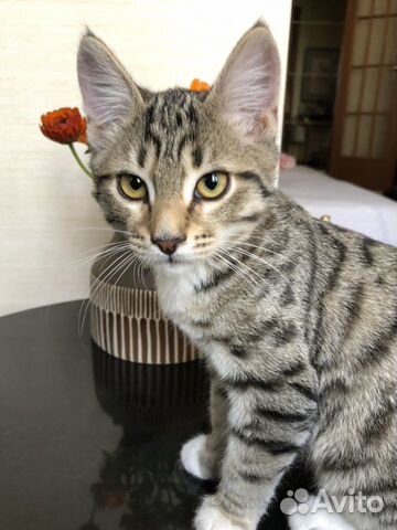 Европейская